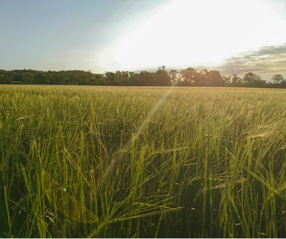Raízen (RAIZ4): No caminho de um futuro mais verde